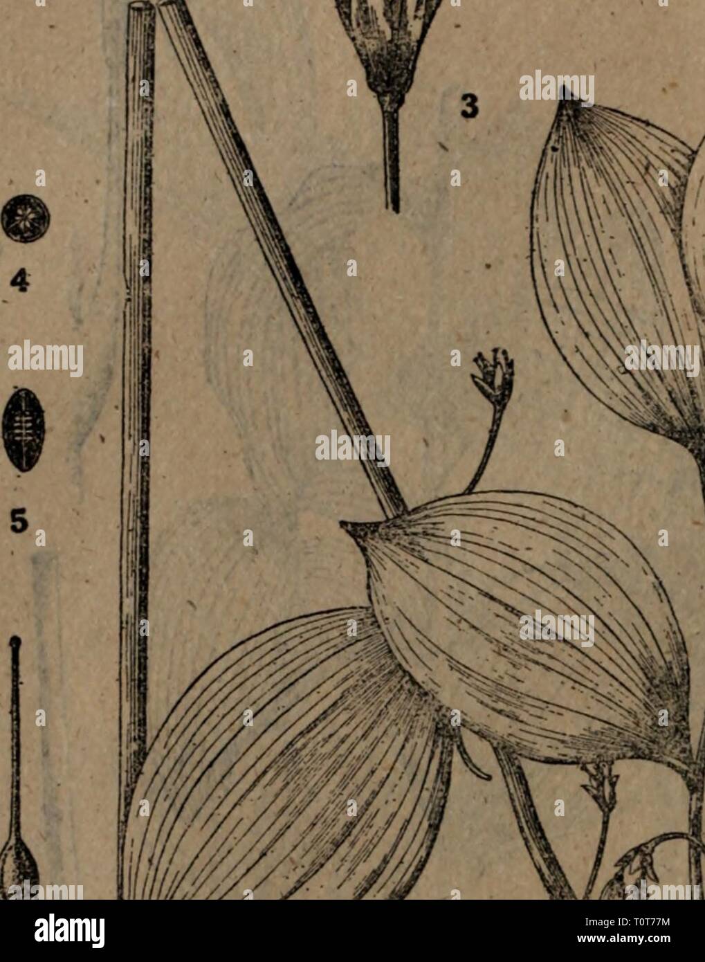 dong bei zhi wu yao Stock Photo - Alamy