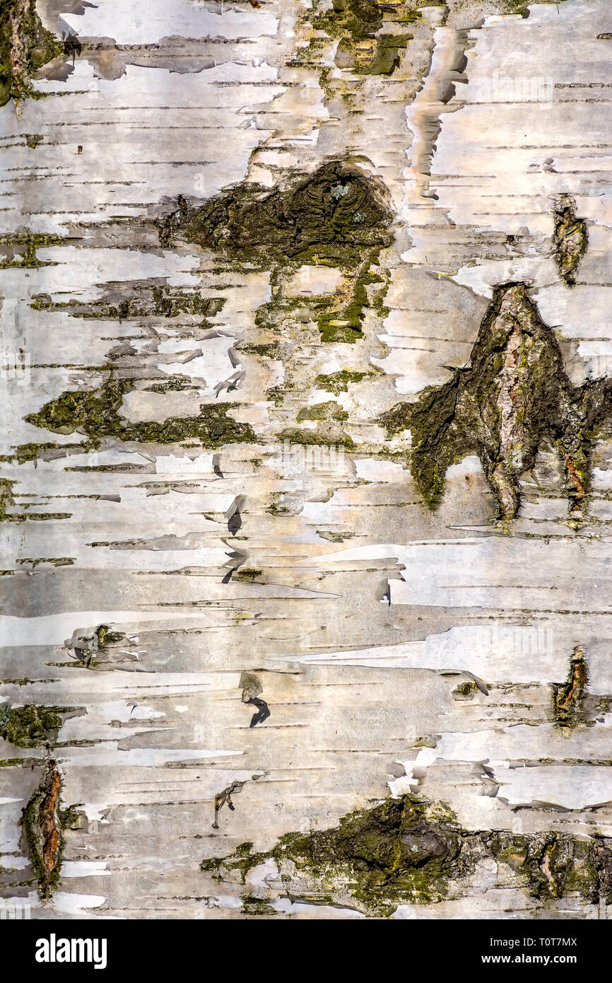 Texture of birch bark in spring Stock Photo - Alamy