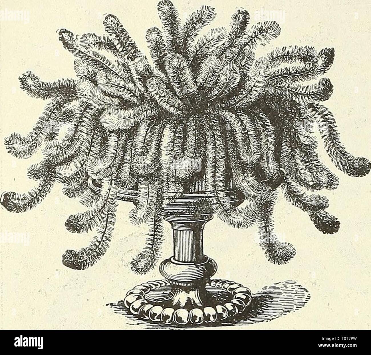 True Papyrus High Resolution Stock Photography and Images - Alamy