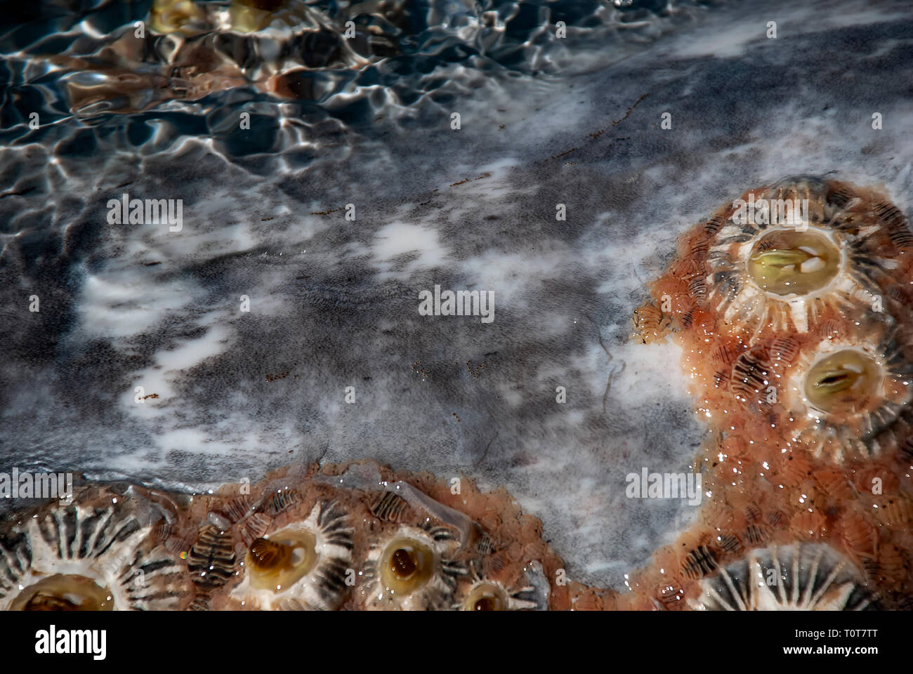 Grey whale eschrichtius robustus tail hi-res stock photography and ...