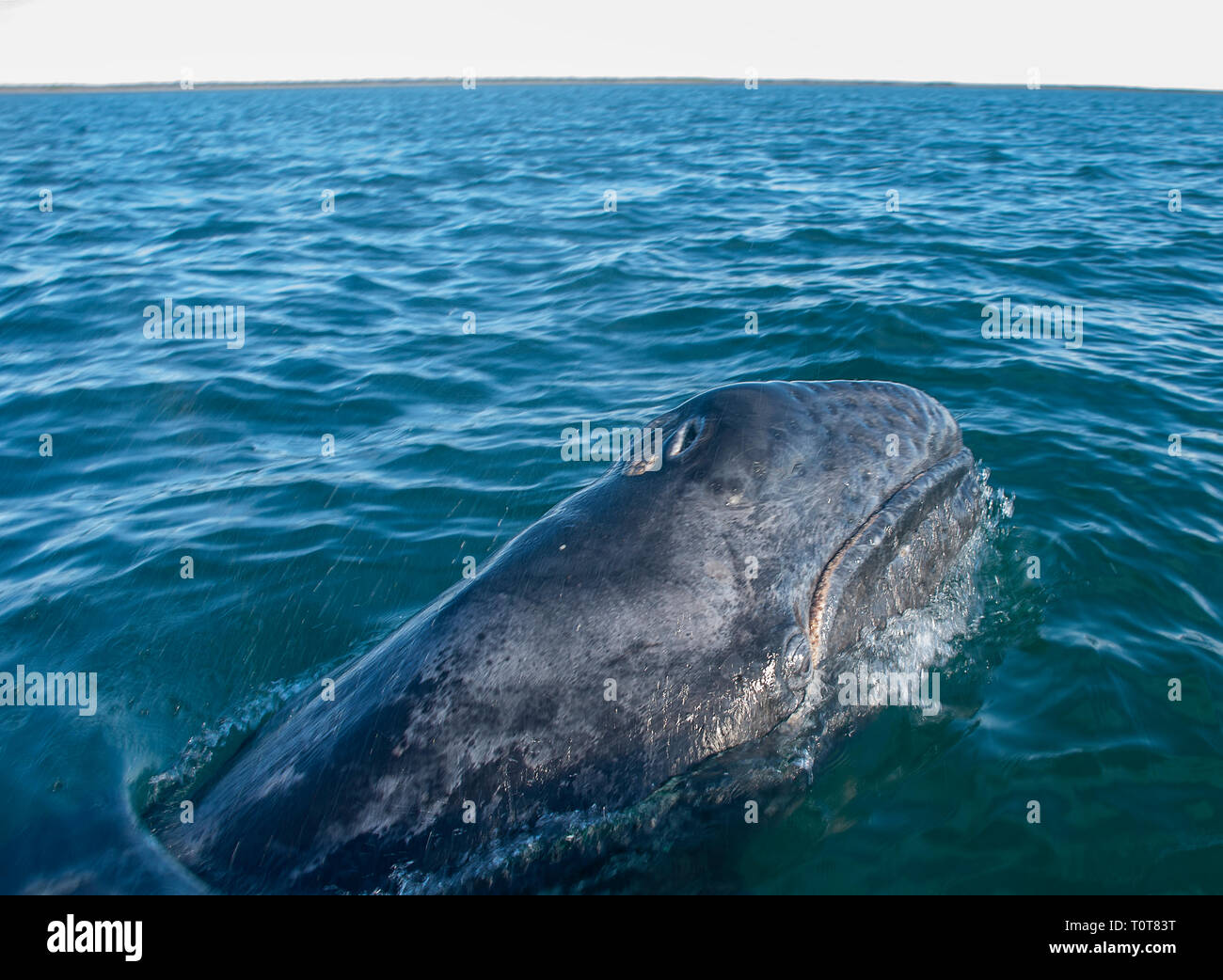 Grey Whales (Eschrichtius robustus) in their winter birthing lagoon at ...