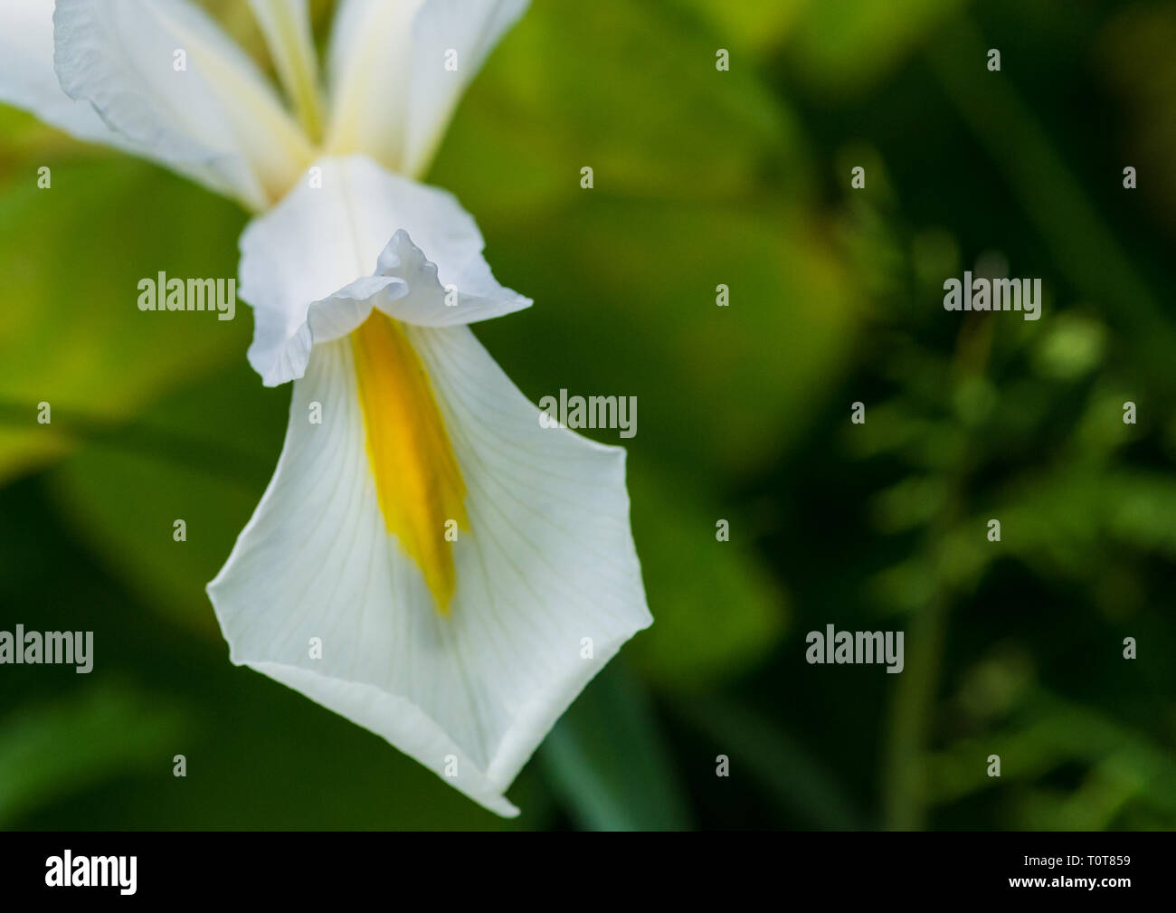 Dutch iris flower close up hi-res stock photography and images - Alamy