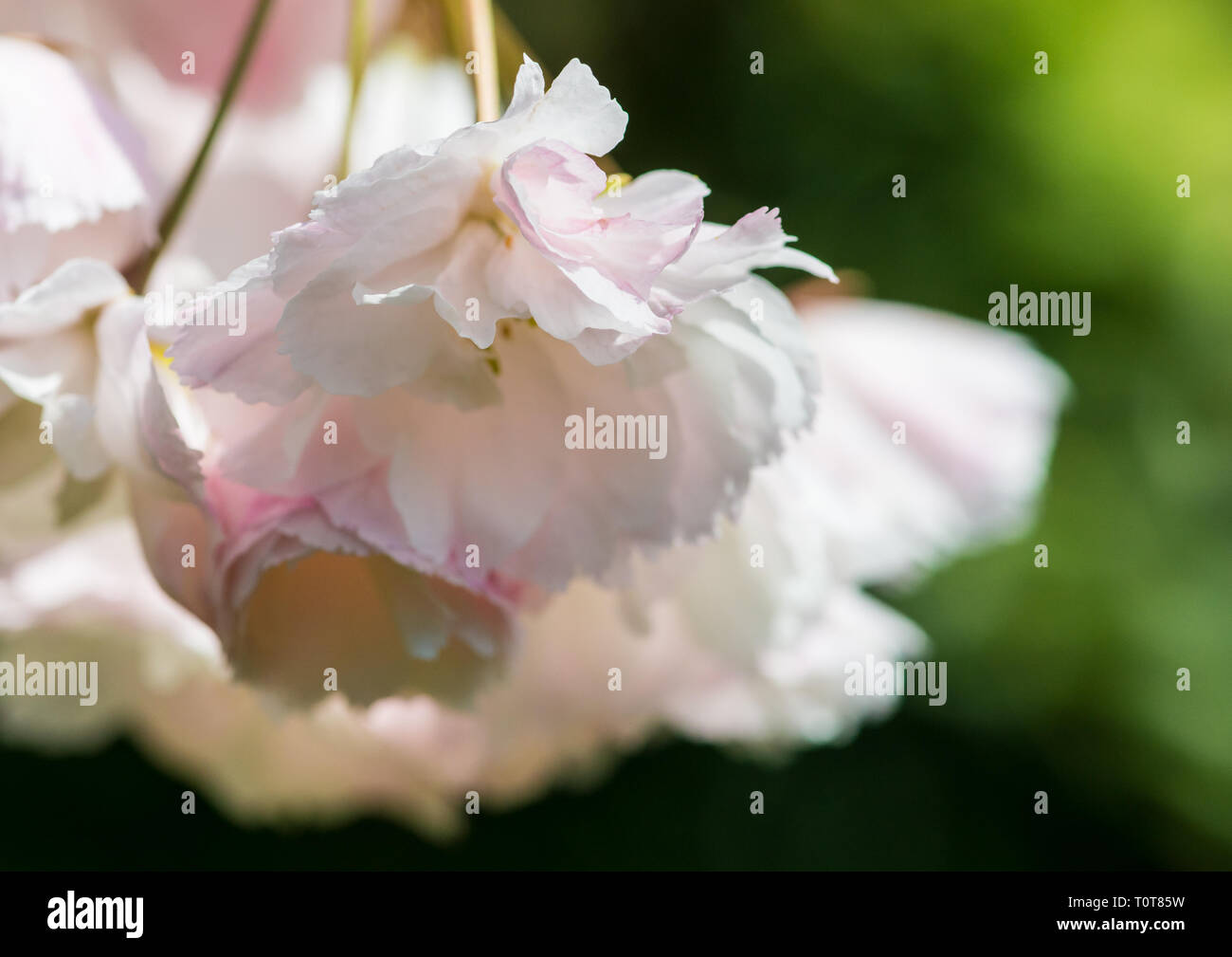Macro spring flower hi-res stock photography and images - Alamy