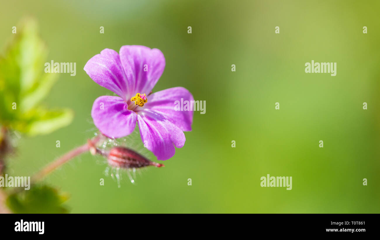 A macro shot of a herb robert bloom Stock Photo - Alamy
