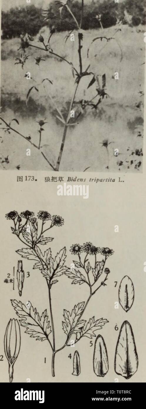 dong bei zi yuan zhi dong bei zi yuan zhi wu shou ce ...