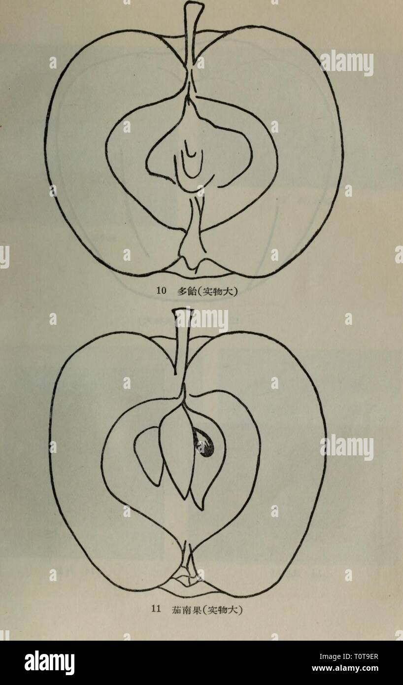 dong bei ping guo pin dong bei ping guo pin zhong jie shuo ...