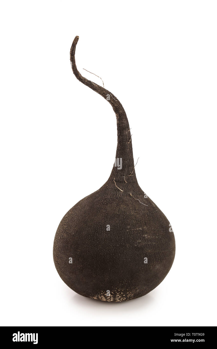 Single black radish isolated on white background Stock Photo - Alamy
