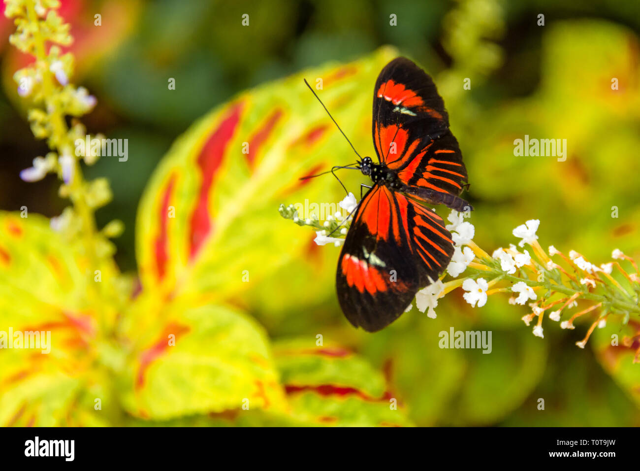 Doris longwing butterfly doris butterfly hi-res stock photography and ...