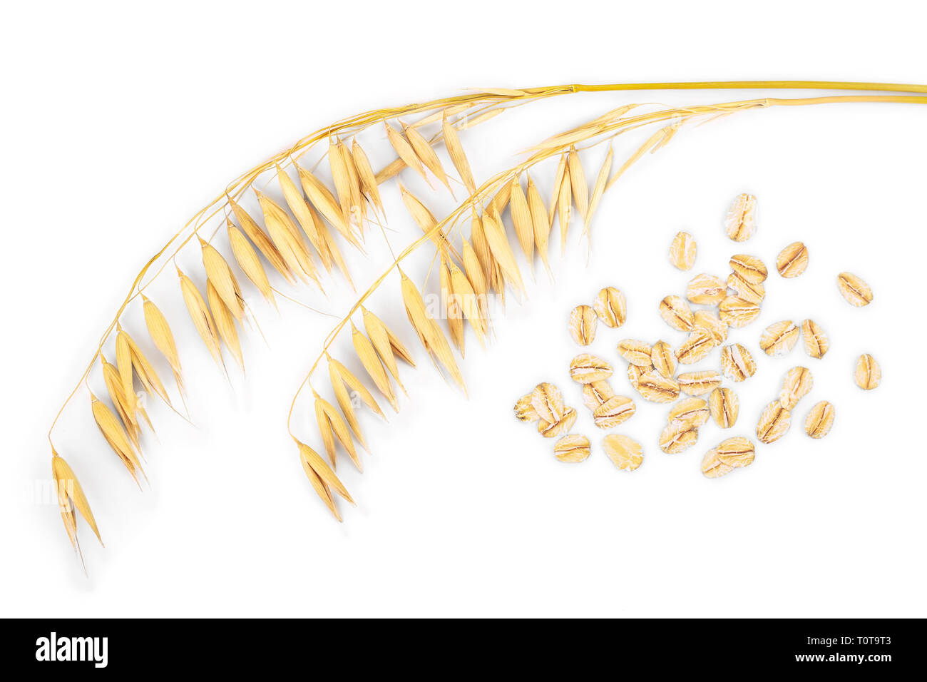 oat spike with oat flakes isolated on white background. Top view. Flat ...