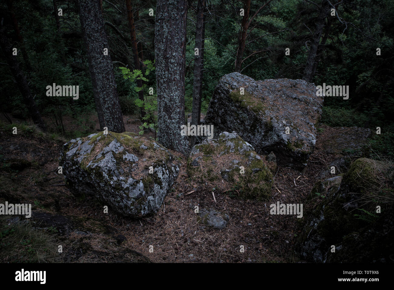 Large stones in the woods awaiting storm Stock Photo - Alamy