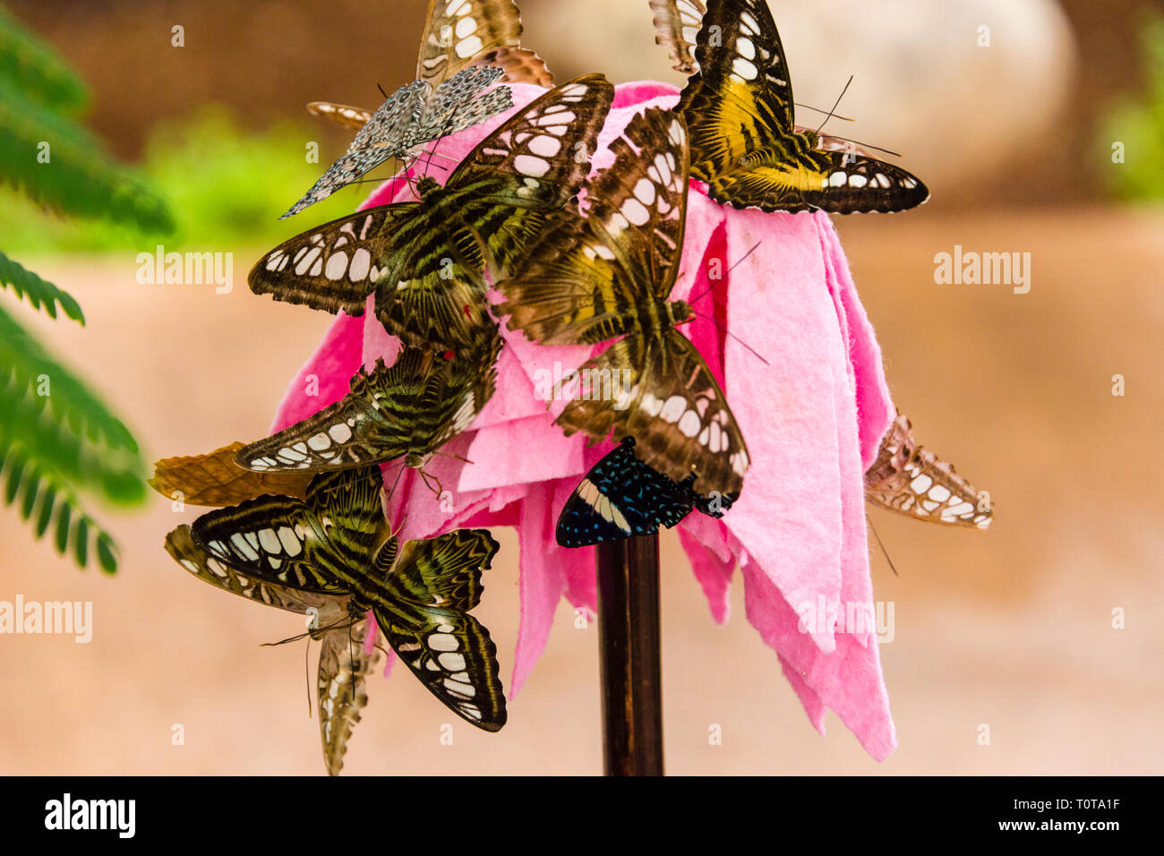 Common butterflies south asia hi-res stock photography and images - Alamy