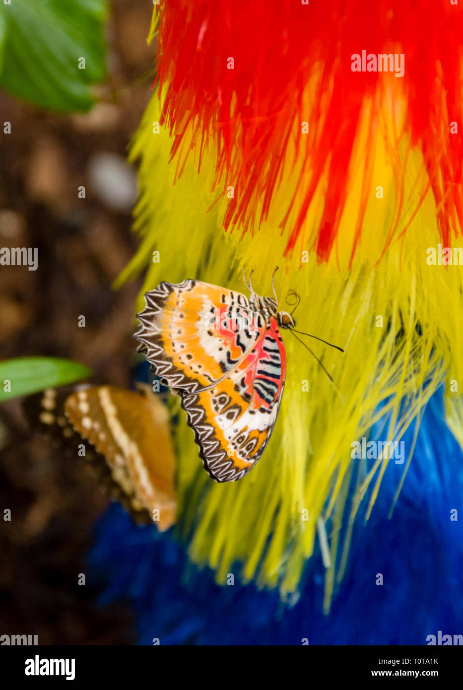 Black and white common lacewing butterfly hi-res stock photography and ...
