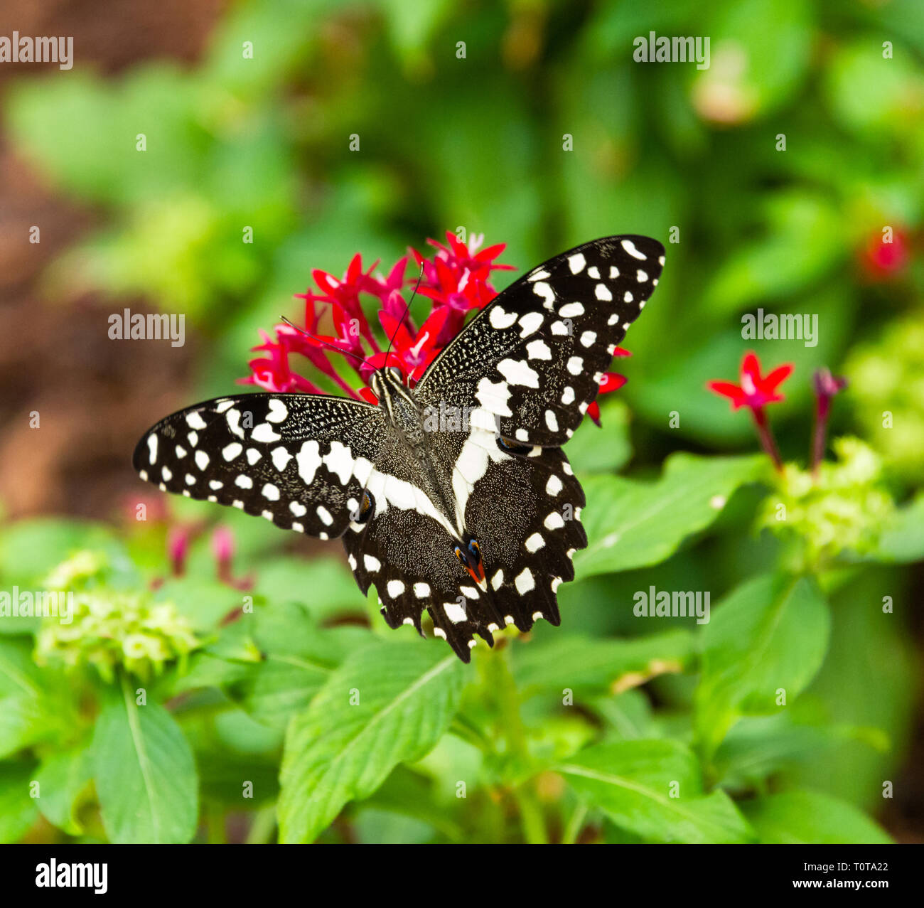 Black and white swallowtail butterfly hi-res stock photography and ...