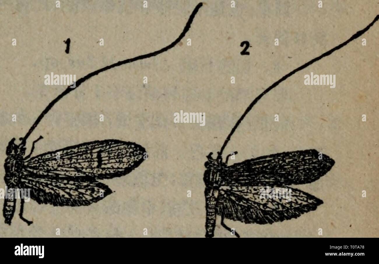 dong bei nong zuo wu dong bei nong zuo wu bing chong hai fang zhi gong ...