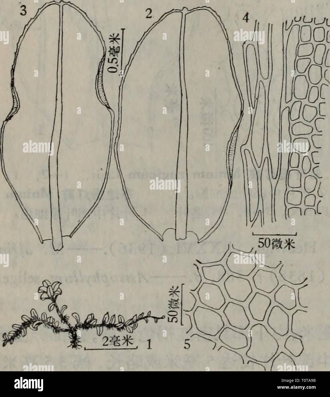 dong bei xian lei zhi Stock Photo - Alamy