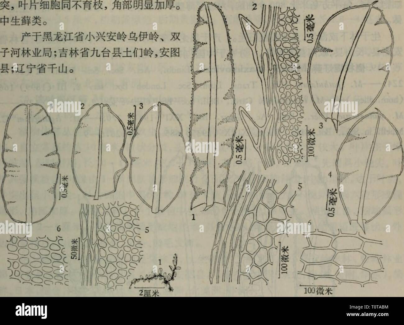 dong bei xian lei zhi Stock Photo - Alamy