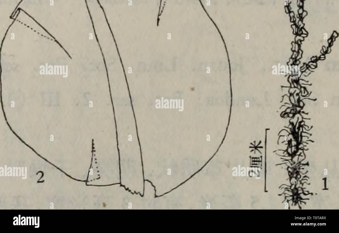 dong bei xian lei zhi Stock Photo - Alamy