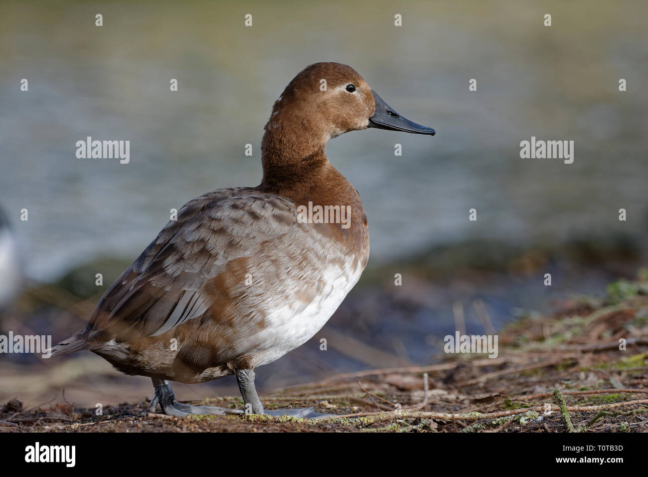 Canvasback Duck - Aythya valisineria Female standing by water Stock ...