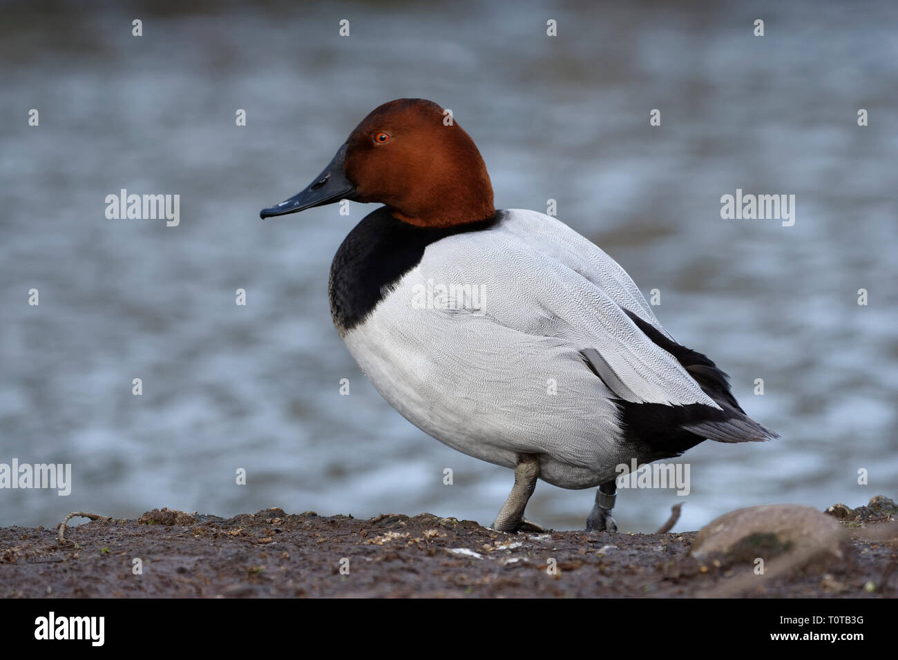Drake Canvasback