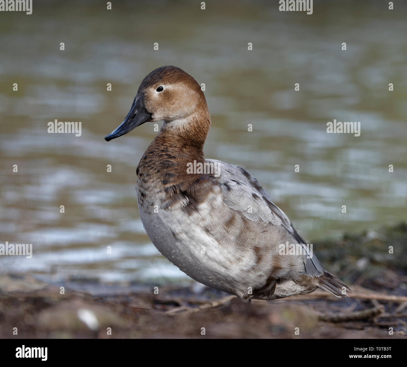 Canvasback duck hi-res stock photography and images - Alamy