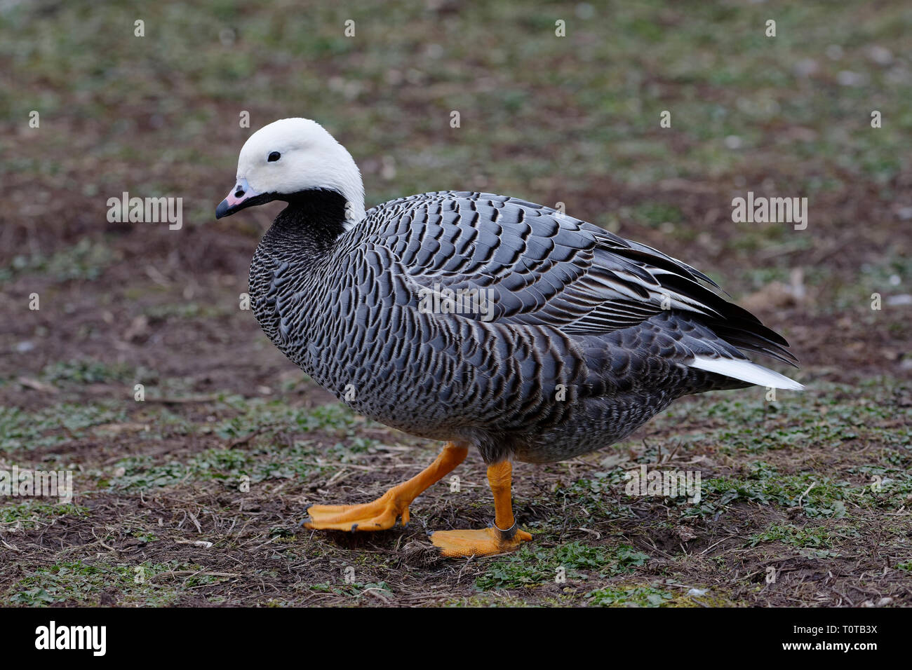Emperor Goose - Anser canagica From Western Alaska Stock Photo - Alamy