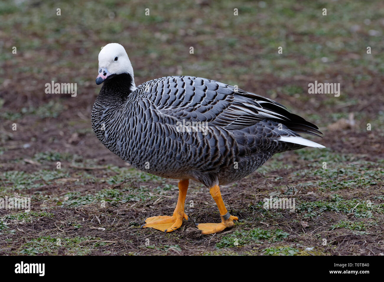 Emperor goose hi-res stock photography and images - Alamy