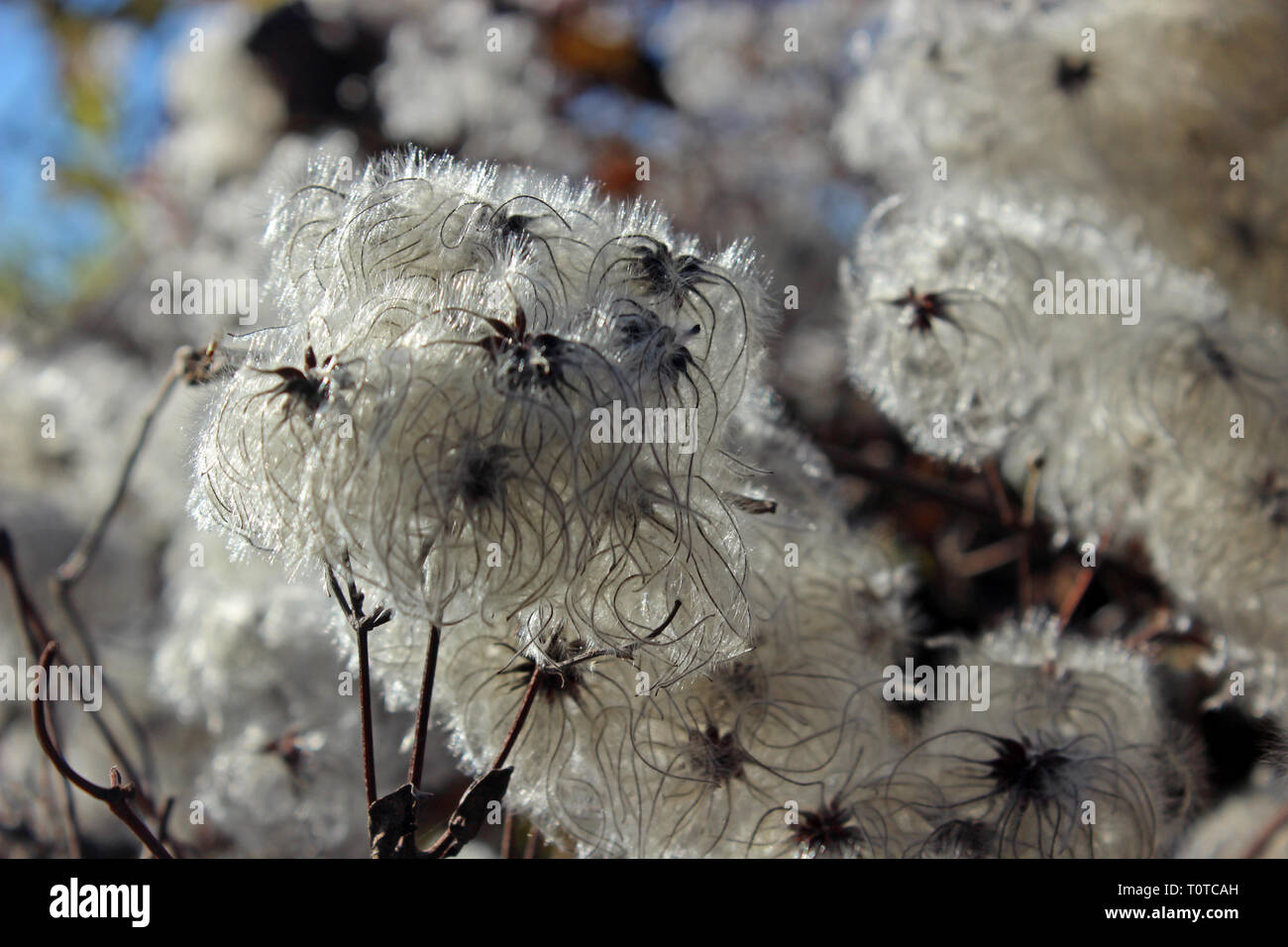 White fluffy seed heads hi-res stock photography and images - Alamy