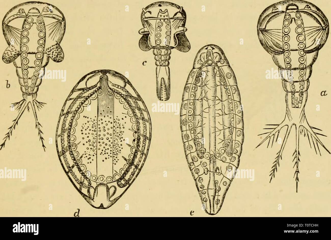 Elementary text-book of zoology, general Stock Photo - Alamy