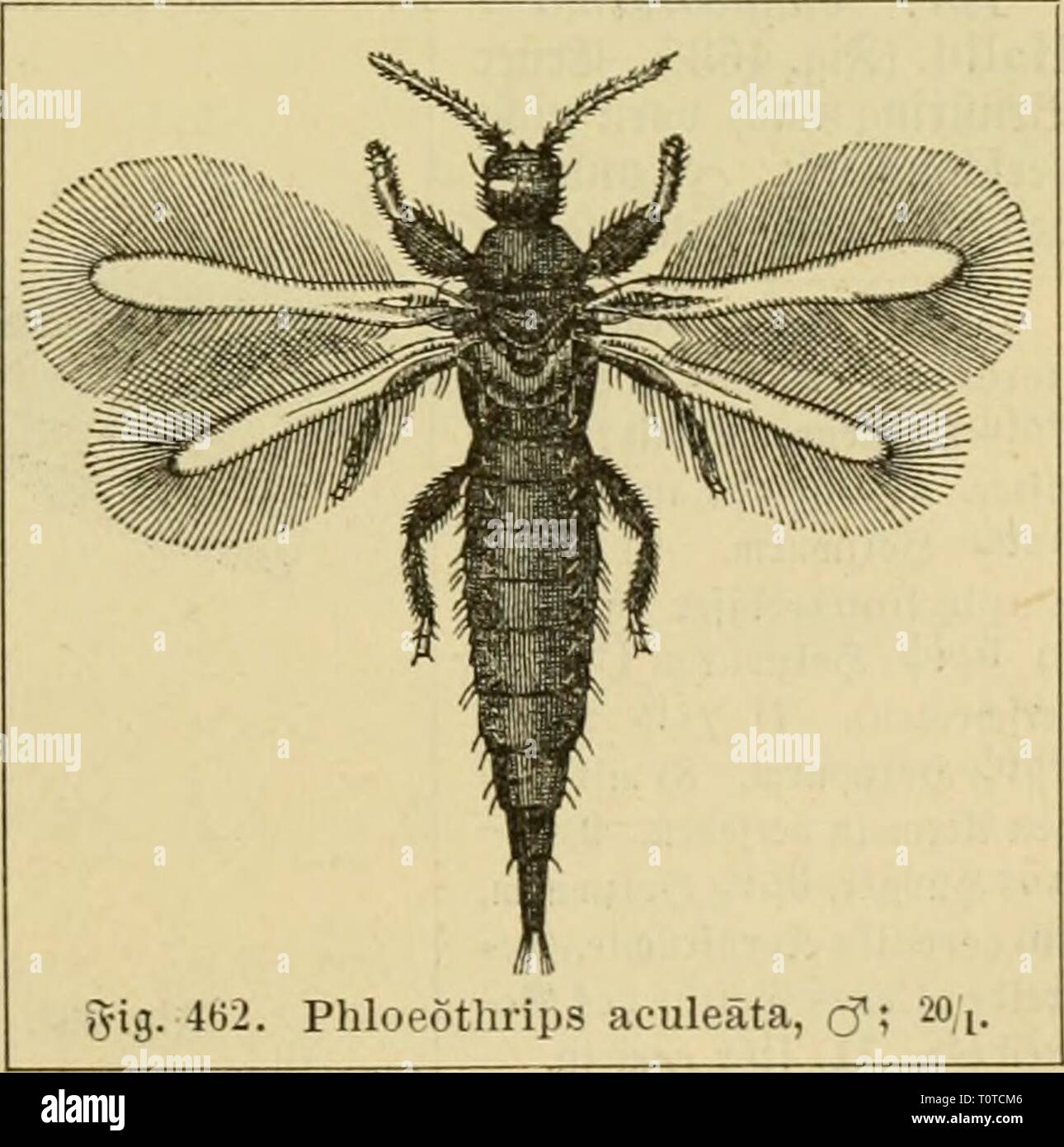 Dr Johannes Leunis Synopsis der Stock Photo - Alamy