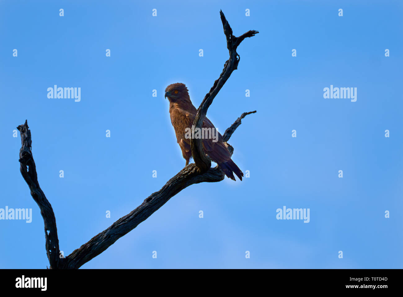 Zebra cuddling, Rhino,Birds,Eagle Stock Photo - Alamy