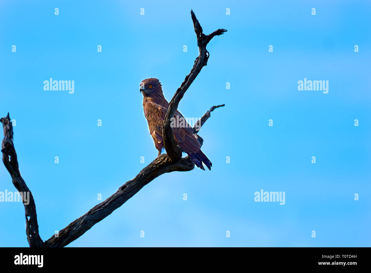 Zebra cuddling, Rhino,Birds,Eagle Stock Photo - Alamy