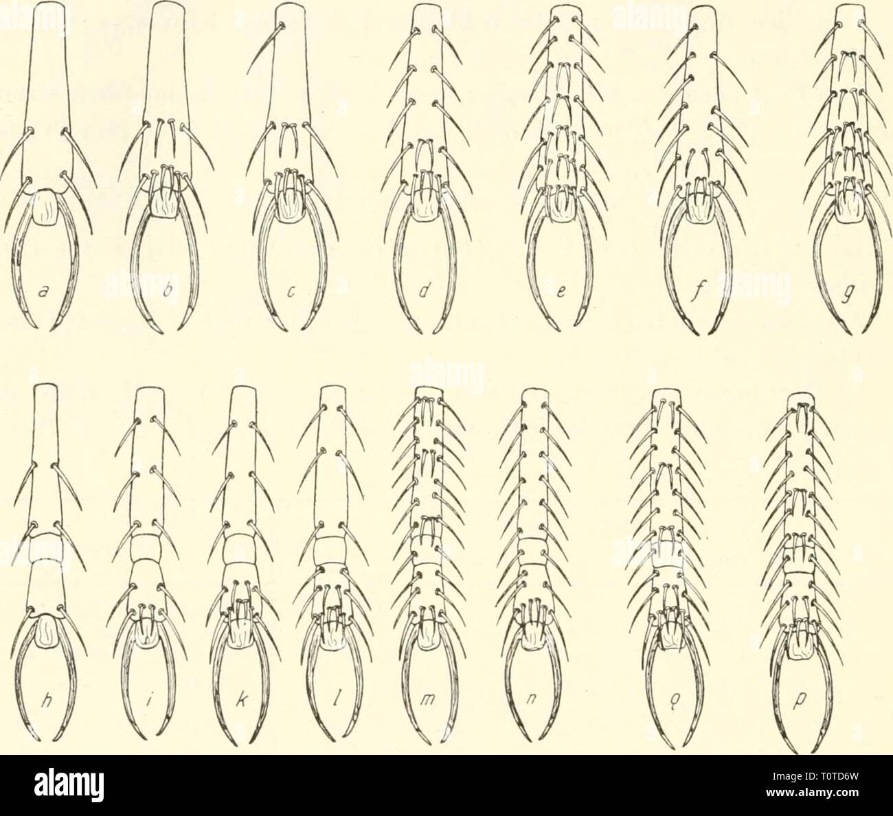 Zahne bild hi-res stock photography and images - Alamy