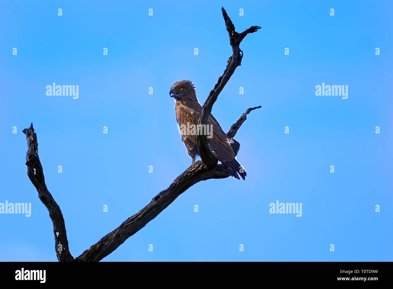 Zebra cuddling, Rhino,Birds,Eagle Stock Photo - Alamy
