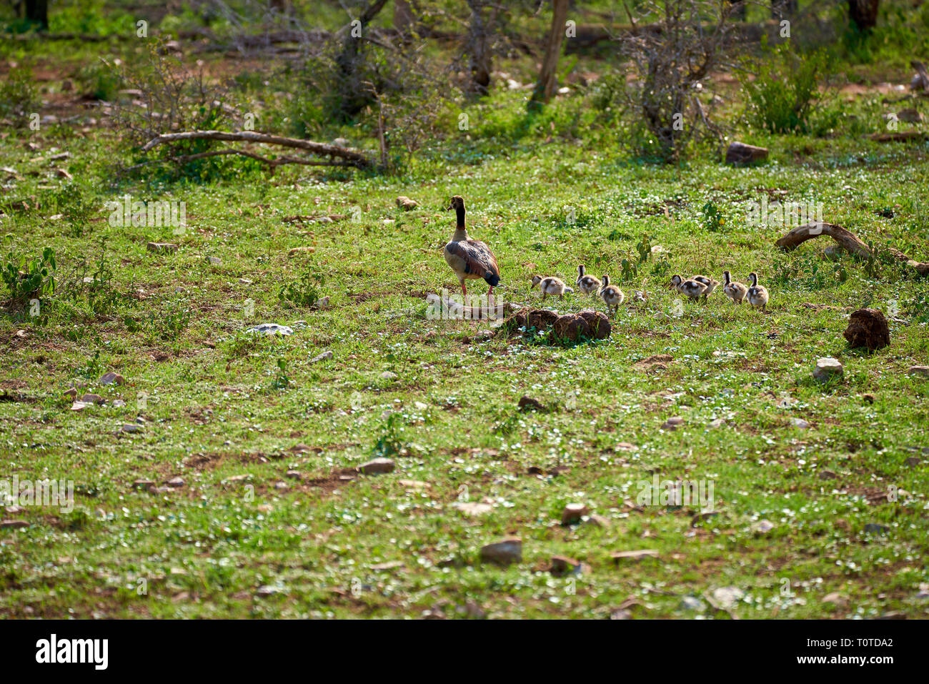 Zebra cuddling, Rhino,Birds,Eagle Stock Photo - Alamy