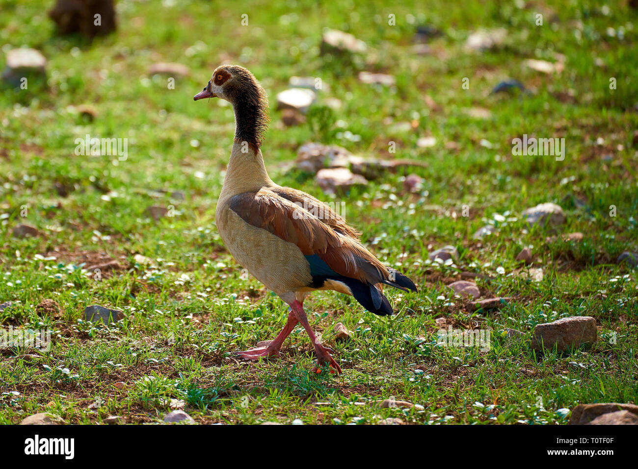 Zebra cuddling, Rhino,Birds,Eagle Stock Photo - Alamy
