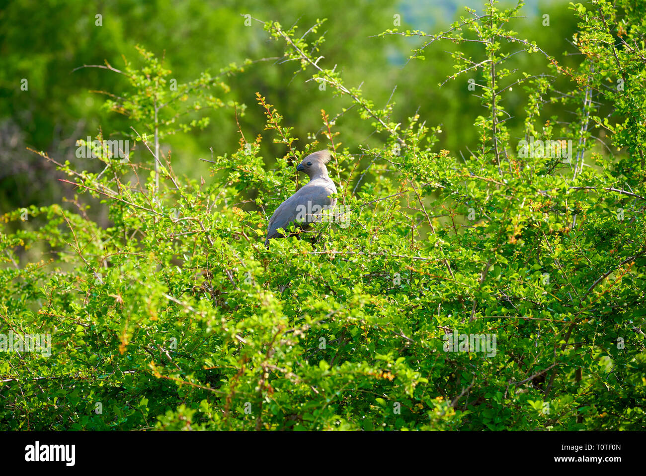 Zebra cuddling, Rhino,Birds,Eagle Stock Photo - Alamy