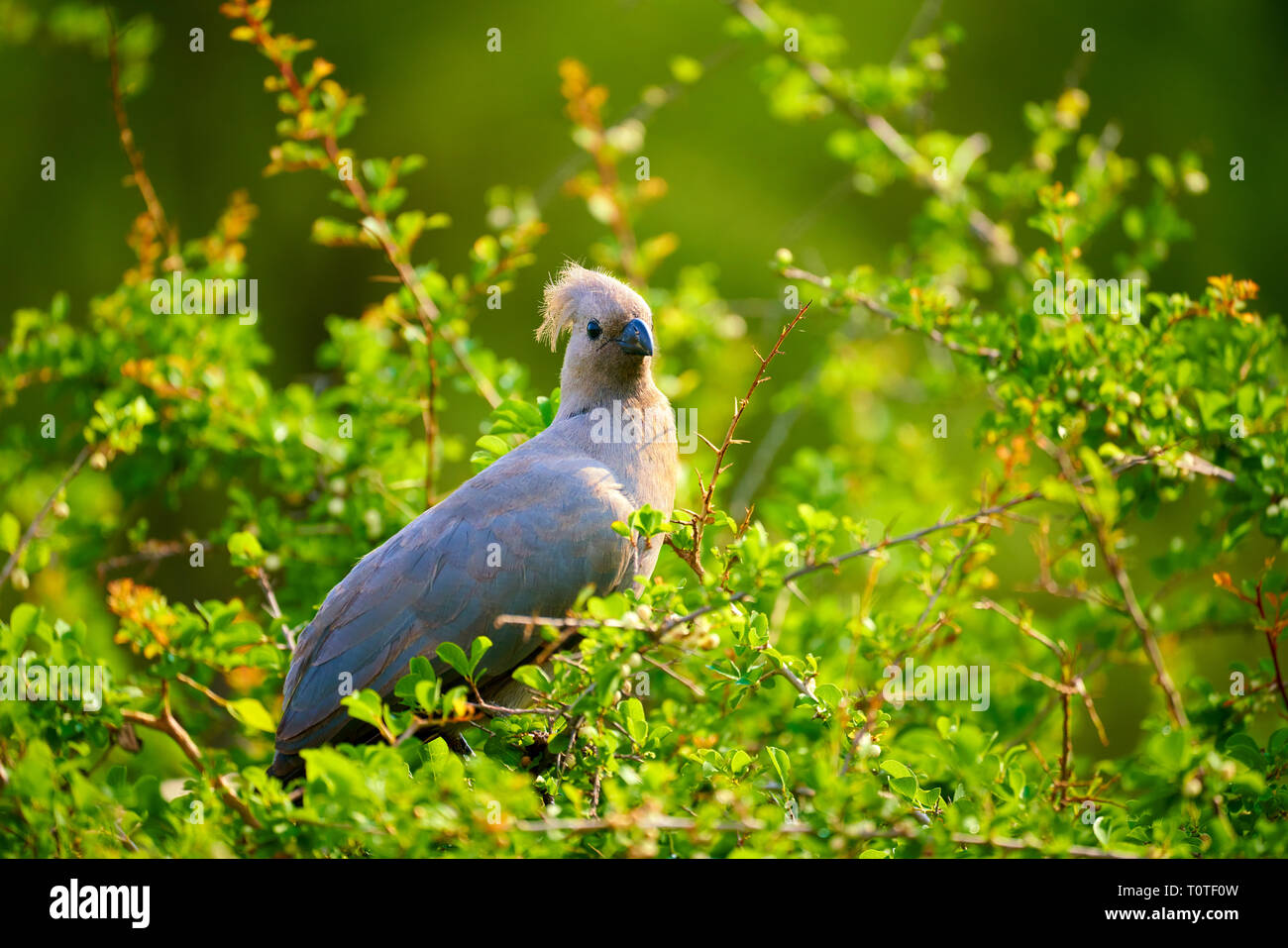 Zebra cuddling, Rhino,Birds,Eagle Stock Photo - Alamy