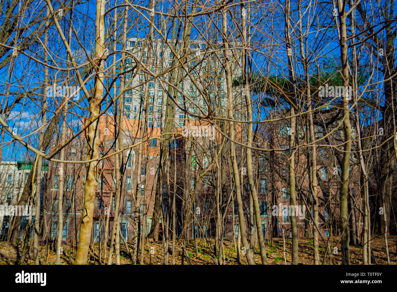 Dense shadow hi-res stock photography and images - Alamy