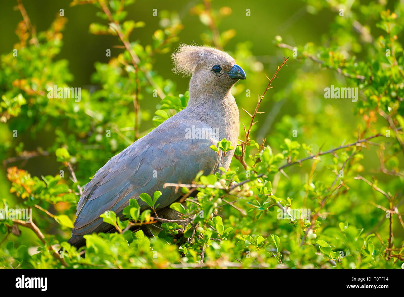 Zebra cuddling, Rhino,Birds,Eagle Stock Photo - Alamy