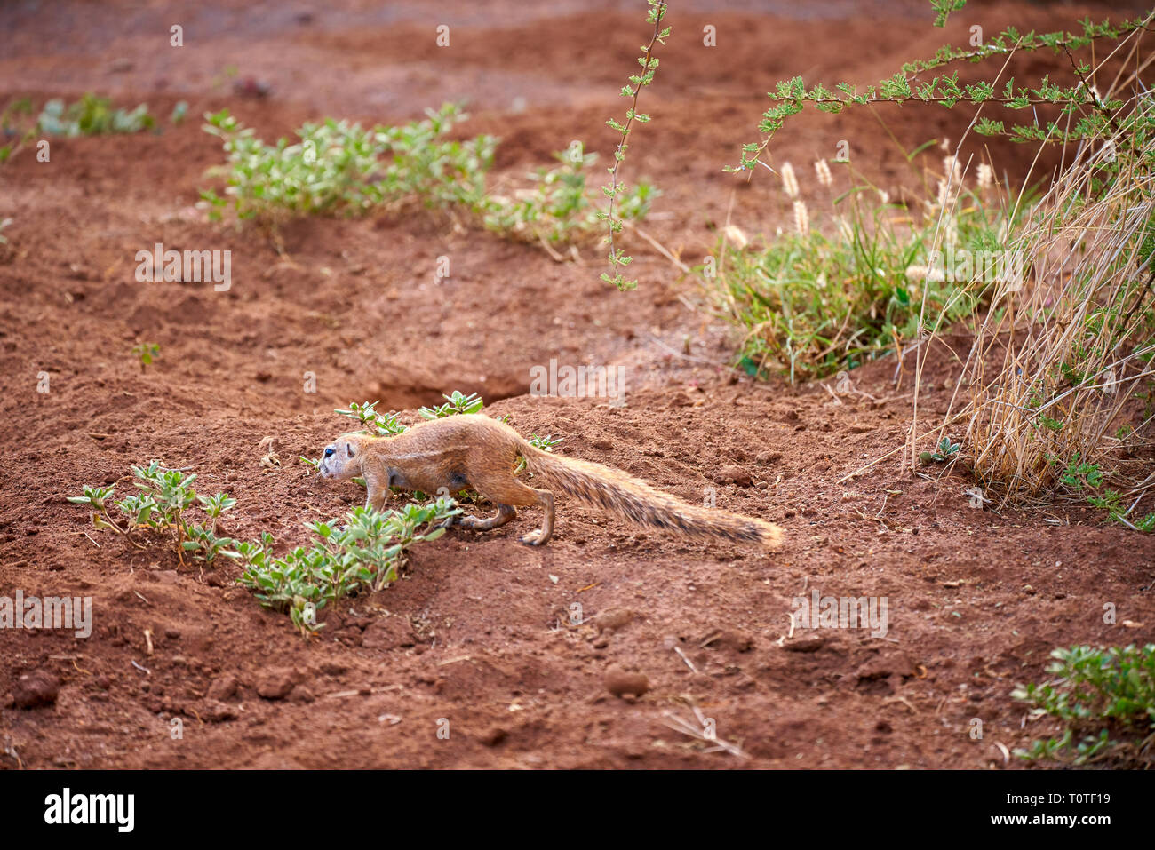 Zebra cuddling, Rhino,Birds,Eagle Stock Photo - Alamy