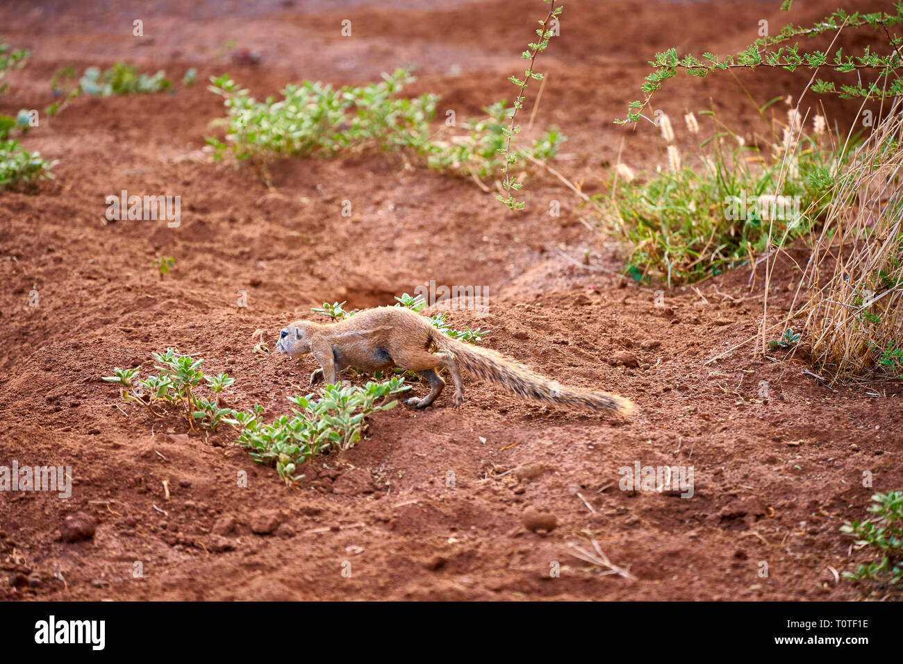 Zebra cuddling, Rhino,Birds,Eagle Stock Photo - Alamy