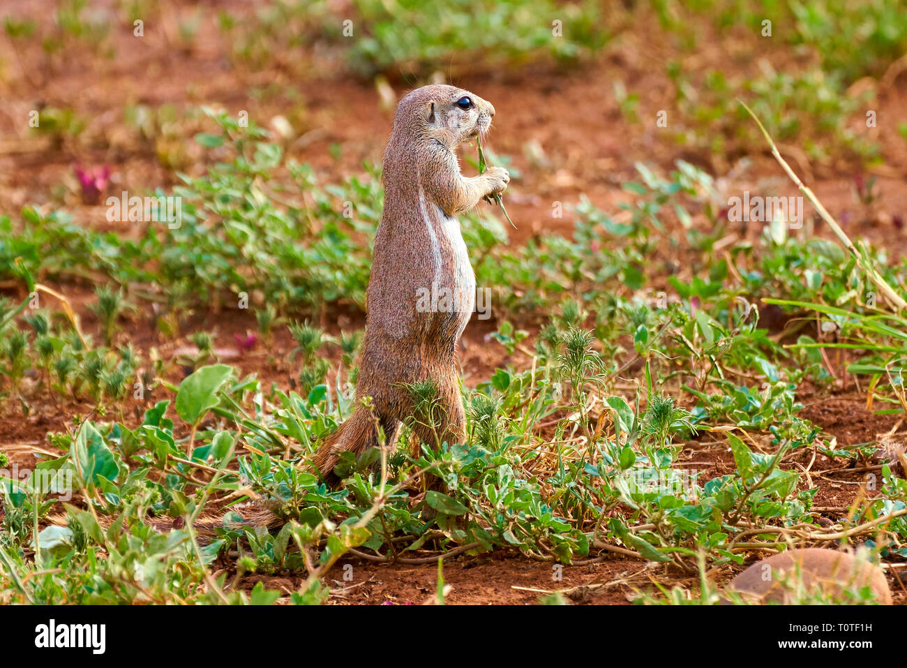 Zebra cuddling, Rhino,Birds,Eagle Stock Photo - Alamy