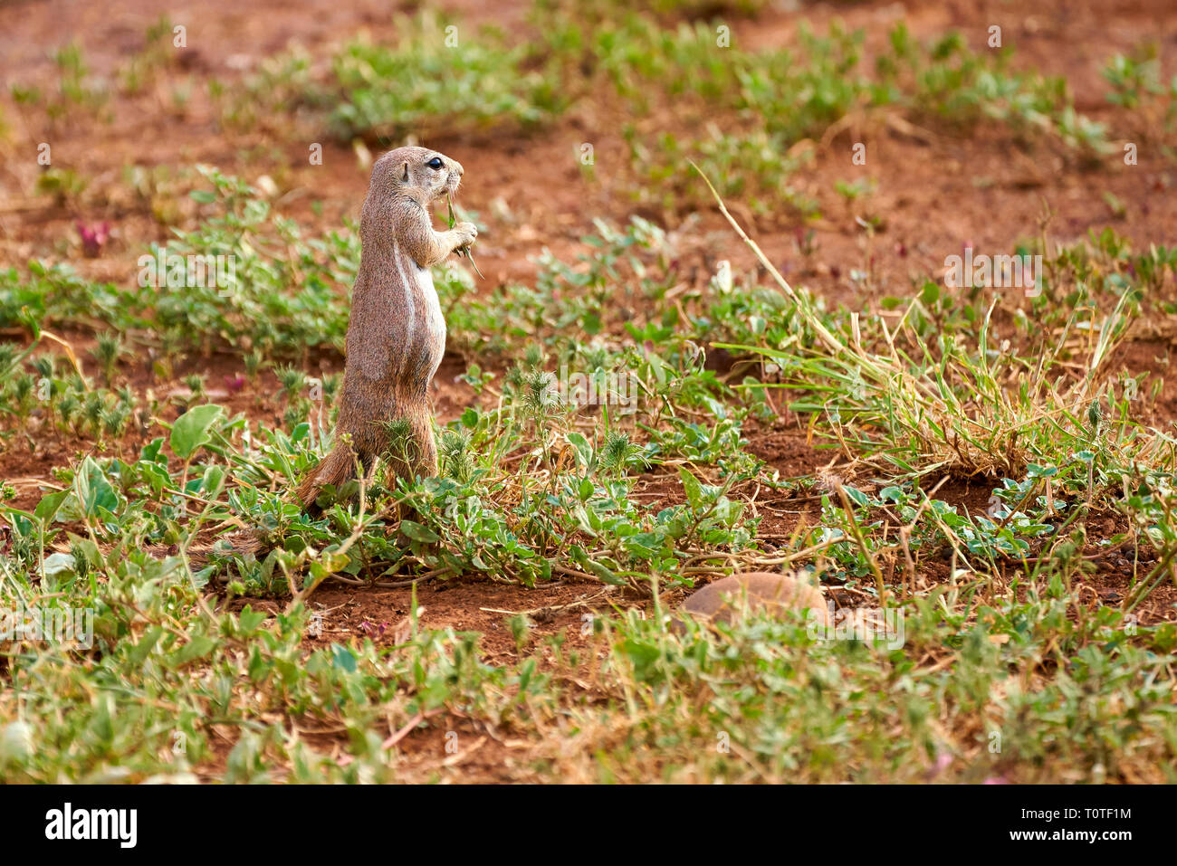 Zebra cuddling, Rhino,Birds,Eagle Stock Photo - Alamy