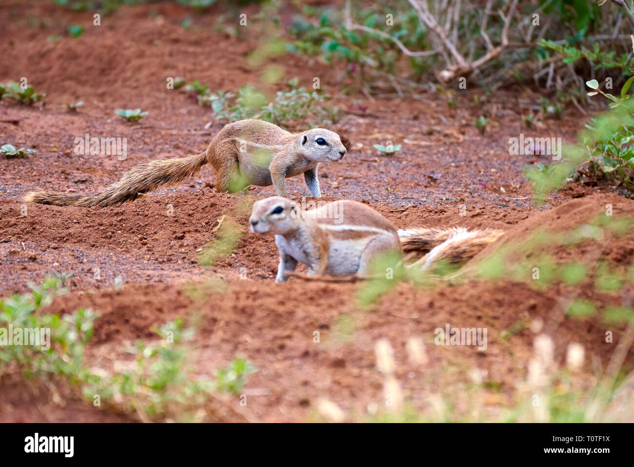 Zebra cuddling, Rhino,Birds,Eagle Stock Photo - Alamy