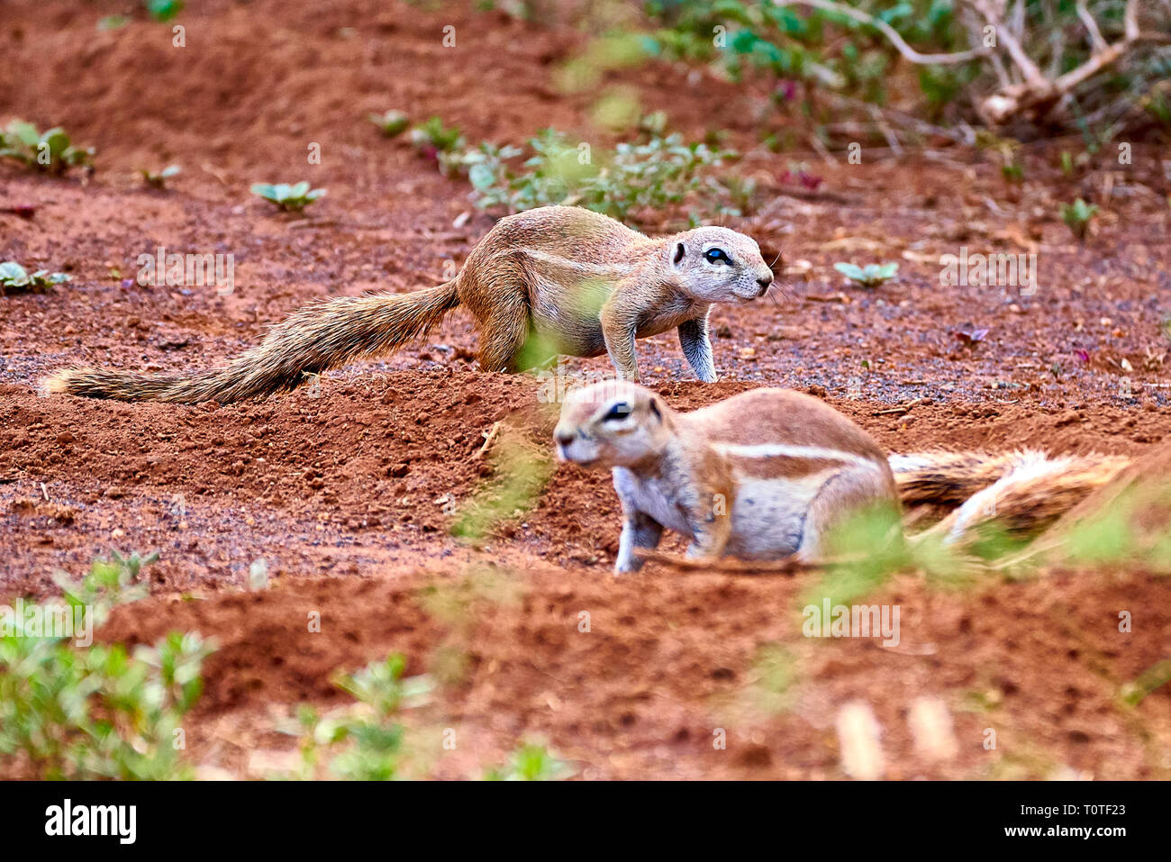 Zebra cuddling, Rhino,Birds,Eagle Stock Photo - Alamy