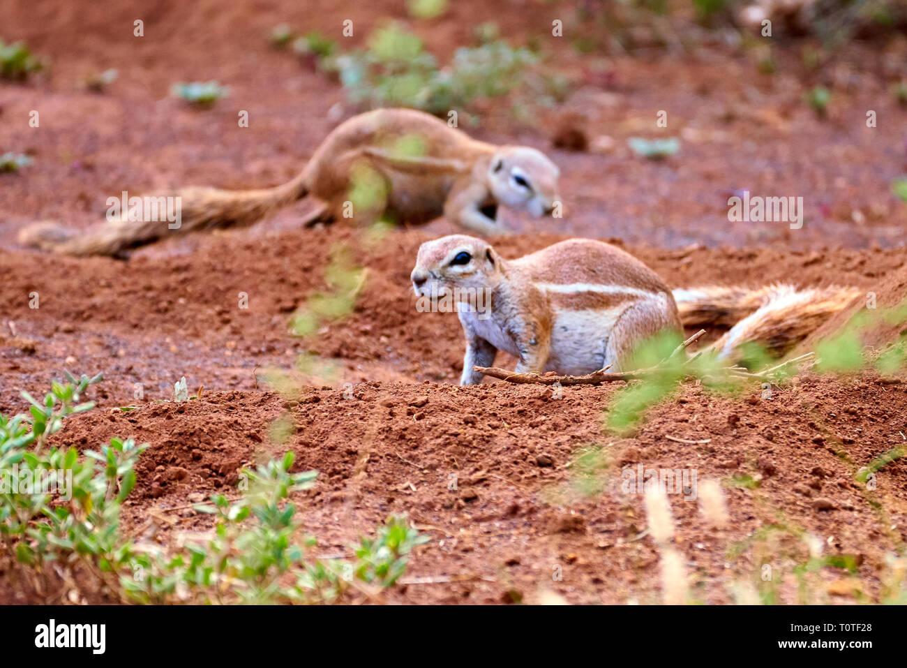 Zebra cuddling, Rhino,Birds,Eagle Stock Photo - Alamy