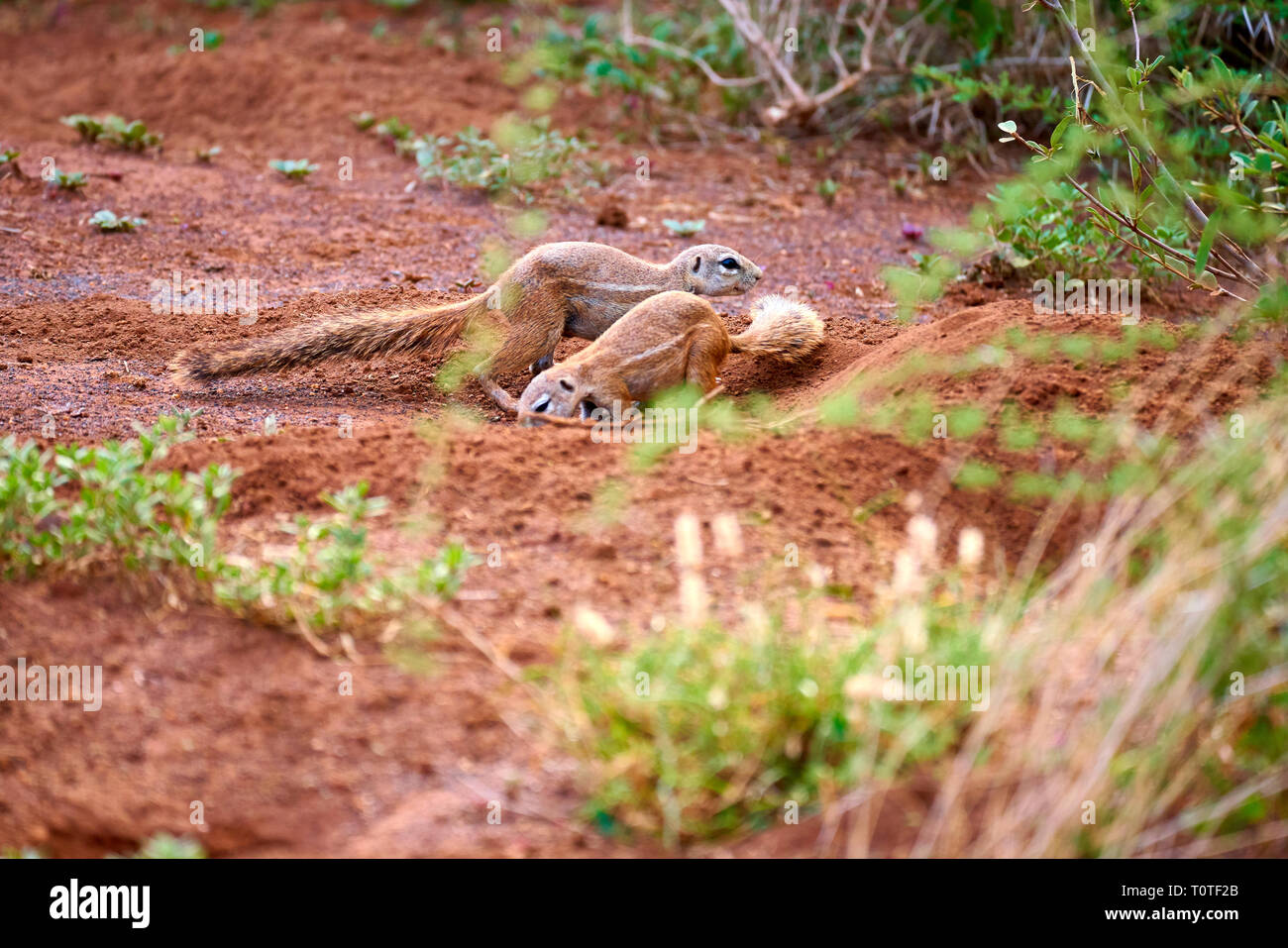 Zebra cuddling, Rhino,Birds,Eagle Stock Photo - Alamy