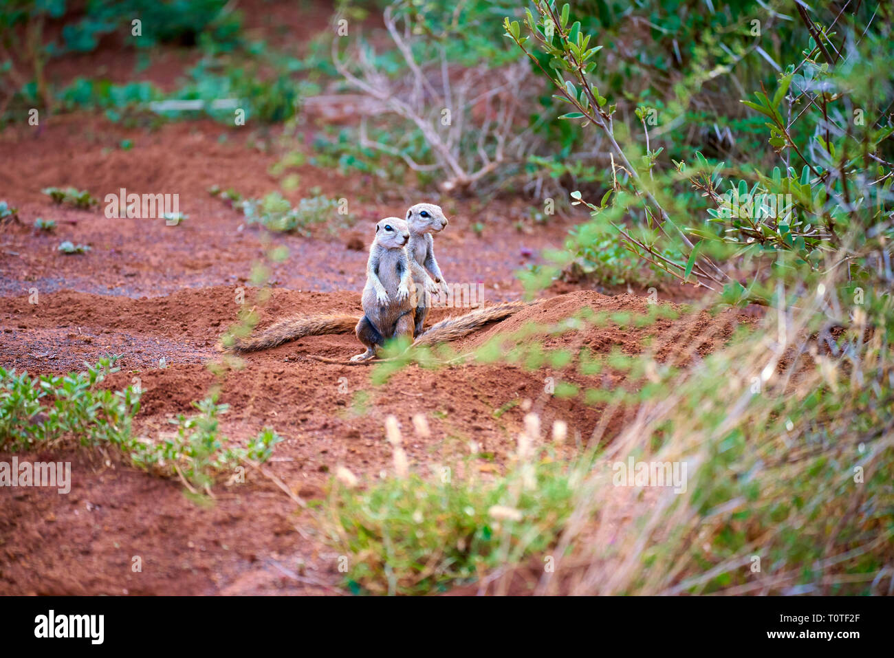 Zebra cuddling, Rhino,Birds,Eagle Stock Photo - Alamy