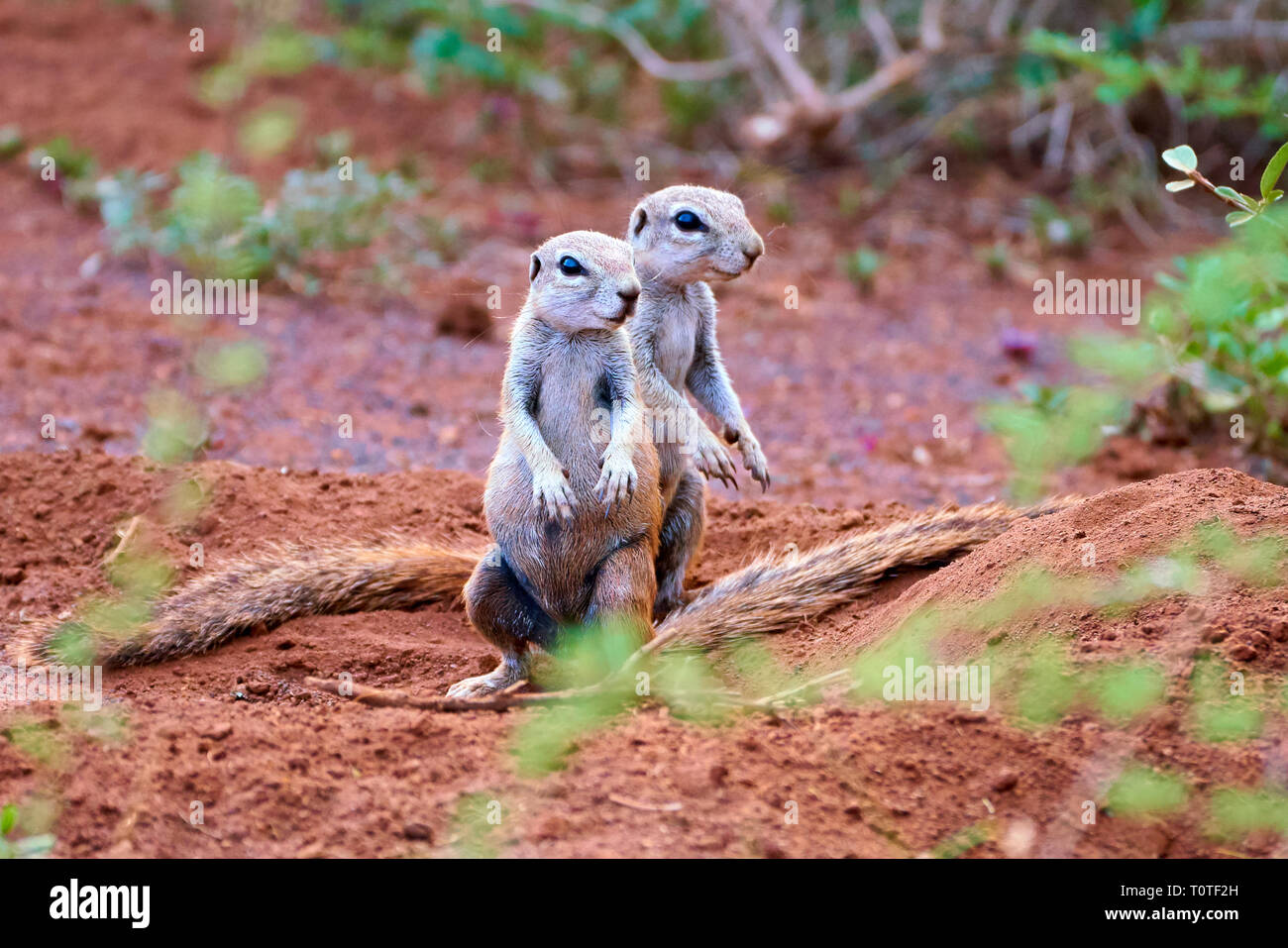 Zebra cuddling, Rhino,Birds,Eagle Stock Photo - Alamy