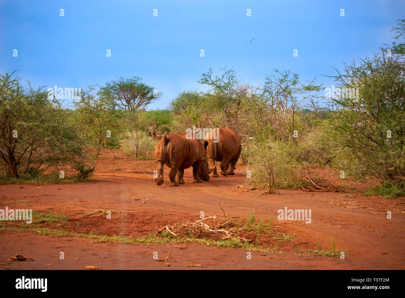 Cuddling zebra hi-res stock photography and images - Alamy